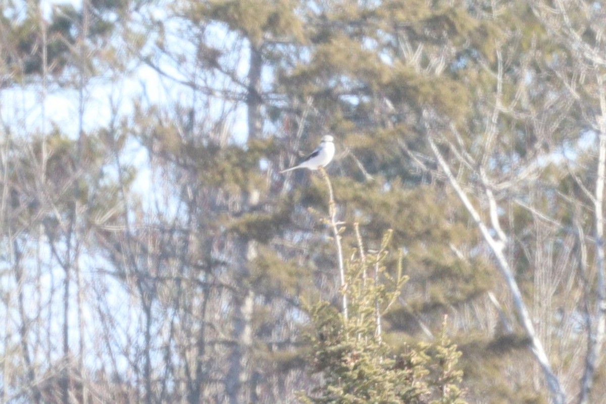 eBird Checklist - 1 Mar 2024 - 2-328 Centre Line Road, Bruce Mines ...