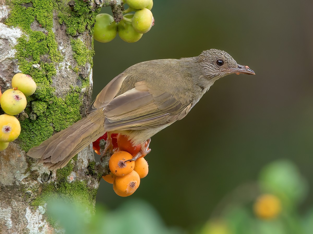 Ashy-fronted Bulbul - Pycnonotus cinereifrons - Birds of the World