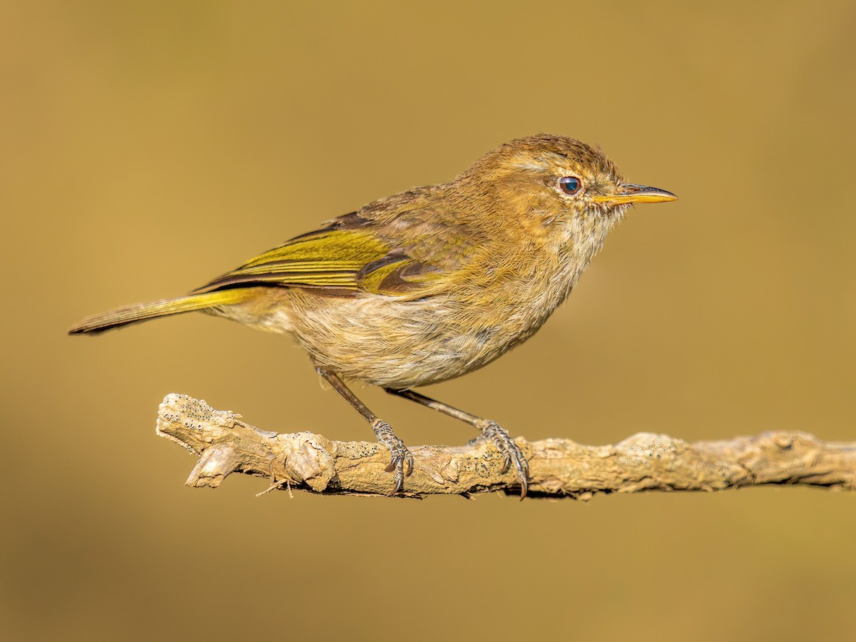 Brown Woodland-Warbler - Phylloscopus umbrovirens - Birds of the World