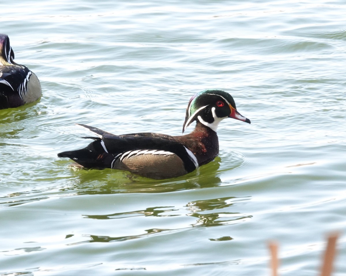 eBird Checklist - 1 Mar 2024 - Toronto--High Park (Grenadier Pond) - 21 ...