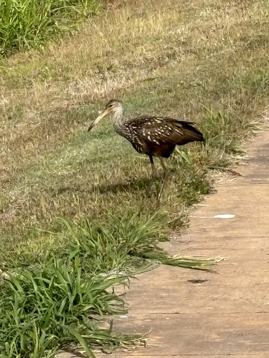 eBird Checklist - 1 Mar 2024 - Torry Island Observation Tower - 33 species