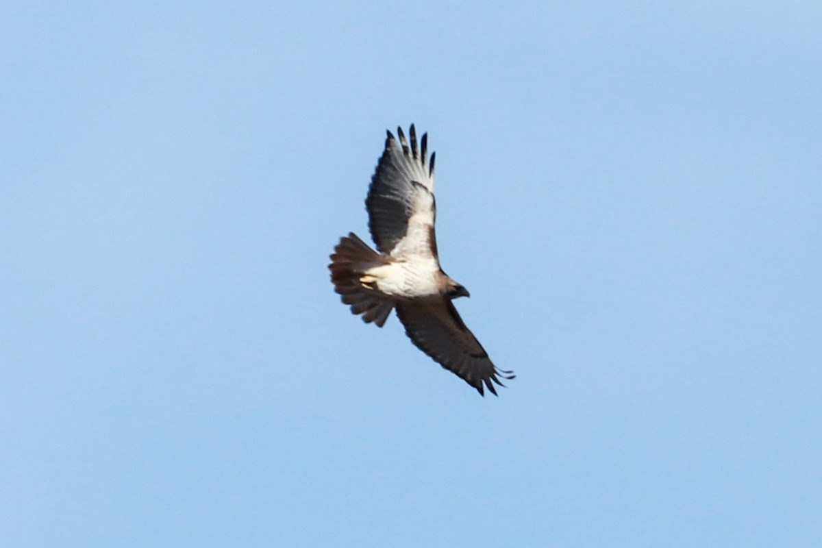 Pennsylvania Bird Atlas Checklist - 1 Mar 2024 - 607–699 Greens Valley ...