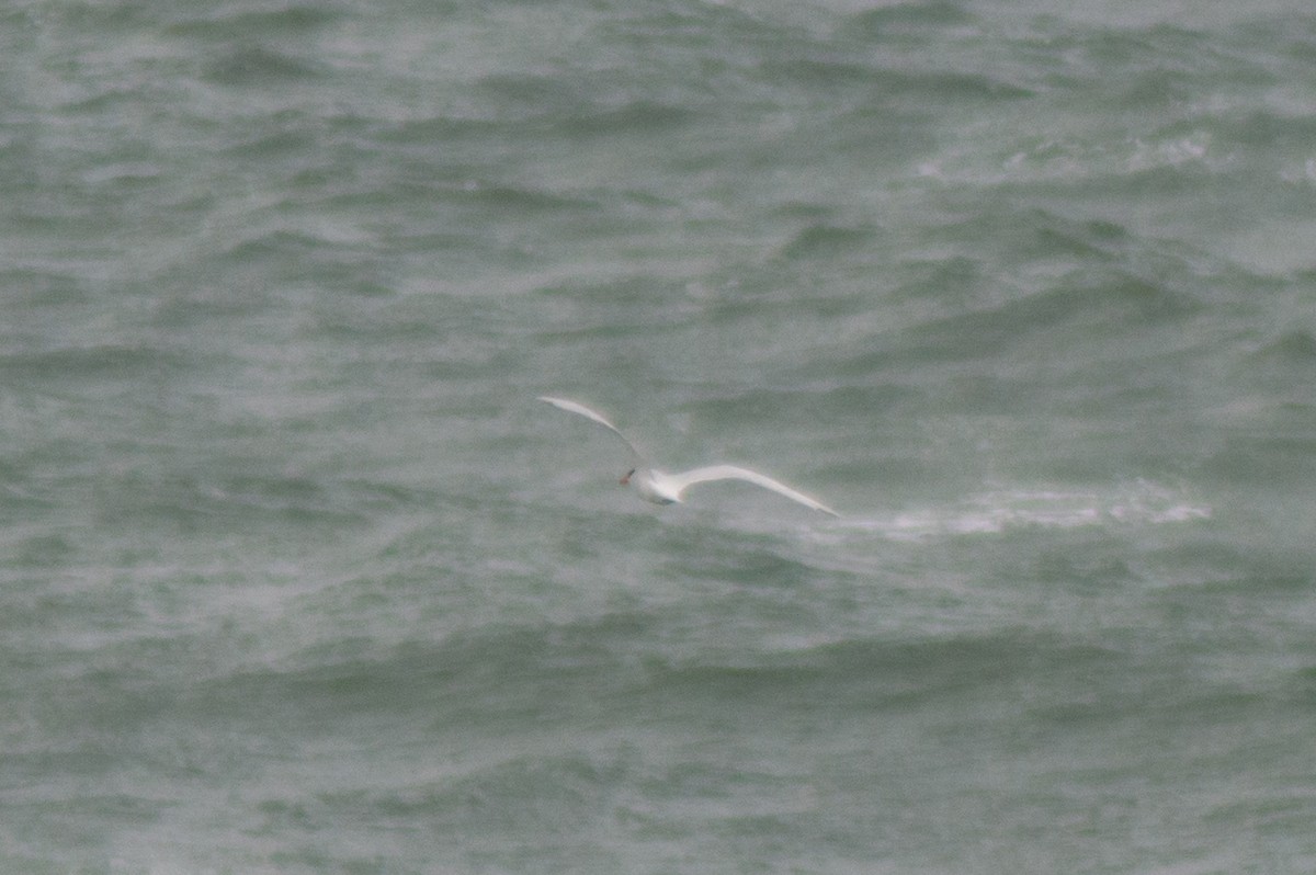 eBird Checklist - 5 Jun 2023 - Manomet Point - 18 species (+1 other taxa)
