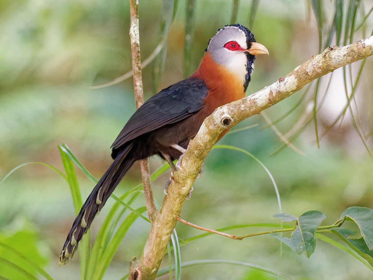 Scale-feathered Malkoha - Dasylophus cumingi - Birds of the World