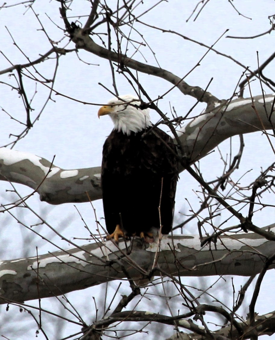 Pennsylvania Bird Atlas Checklist - 1 Mar 2024 - Boone Reservoir - 9 species