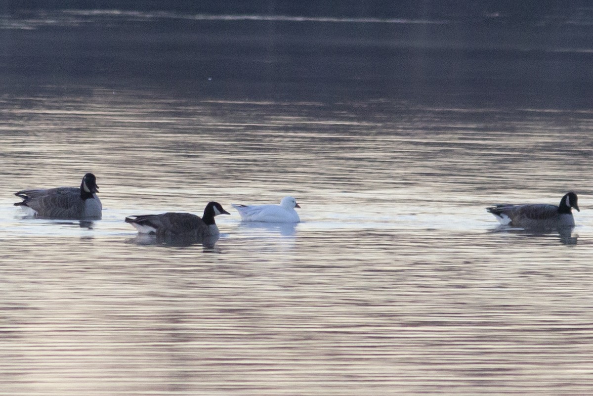 Pennsylvania Bird Atlas Checklist - 1 Mar 2024 - Green Lane Park--Church Rd. Bird Sanctuary - 14 ...