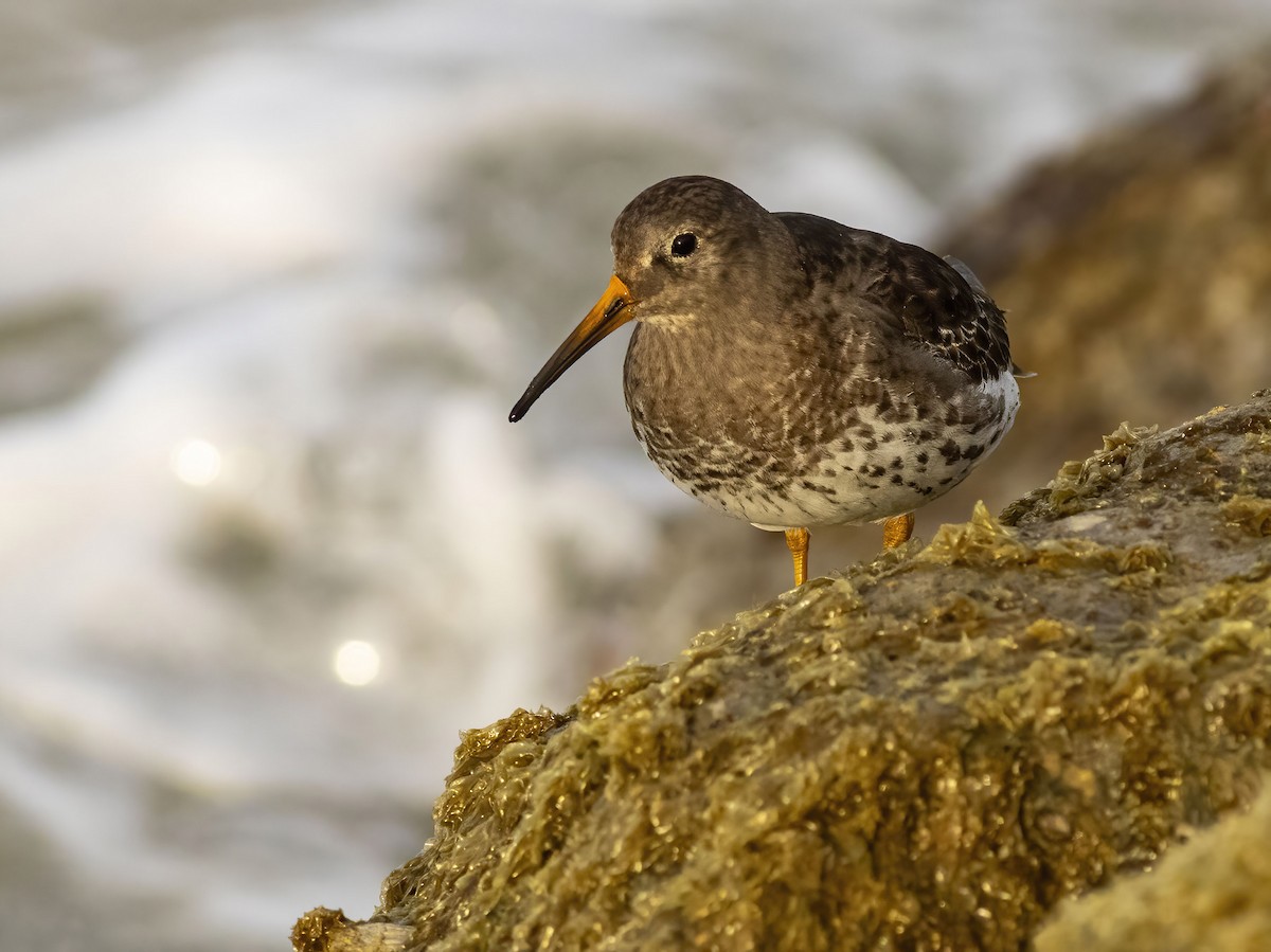 eBird Checklist - 1 Mar 2024 - Lighthouse Point Park & Jetty - 4 species