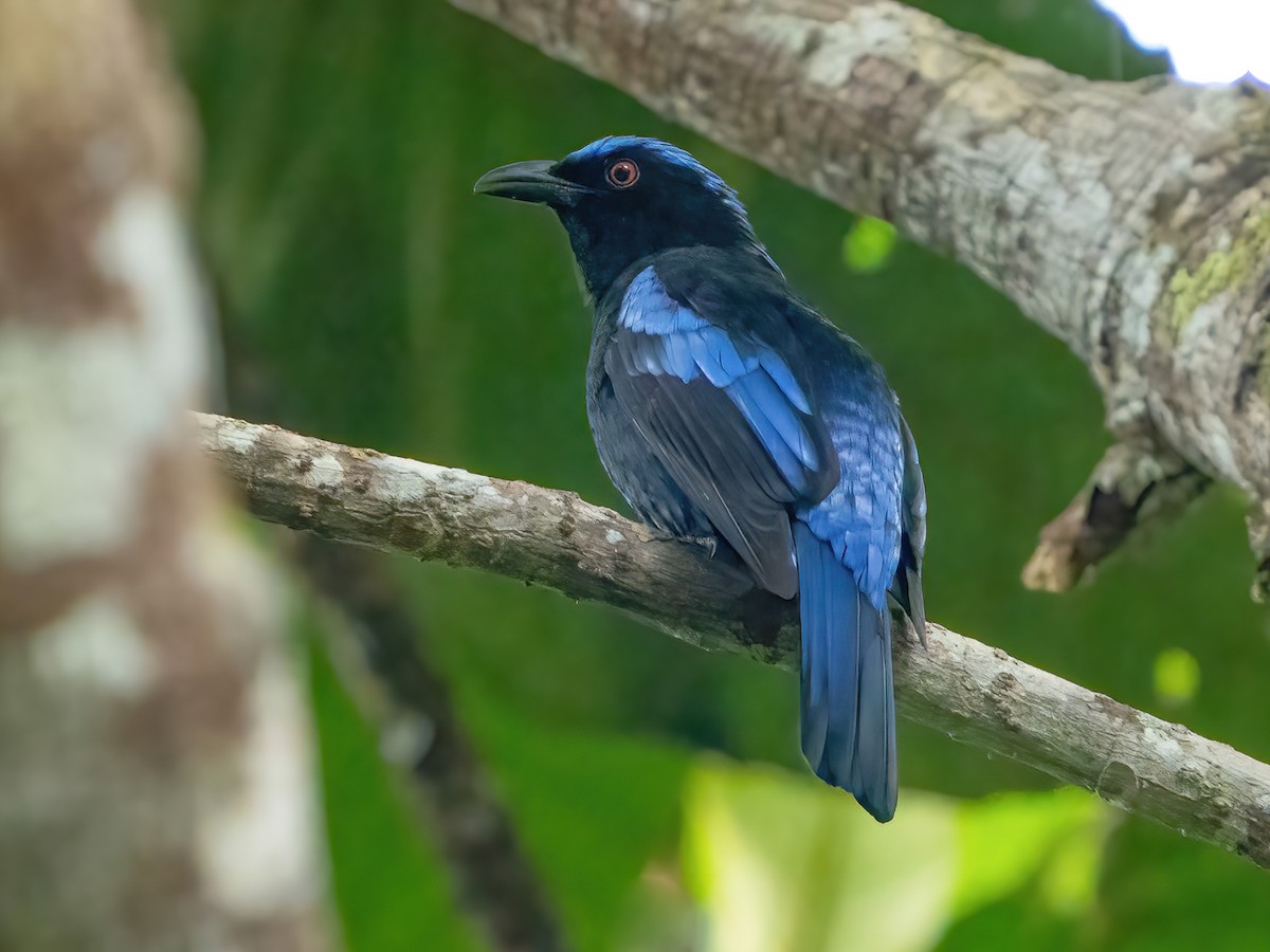 Philippine Fairy-bluebird - Irena cyanogastra - Birds of the World