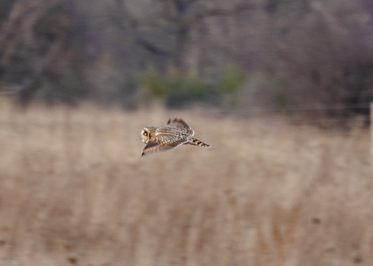 eBird Canada Checklist - 1 Mar 2024 - McCraney Creek and William Halton ...