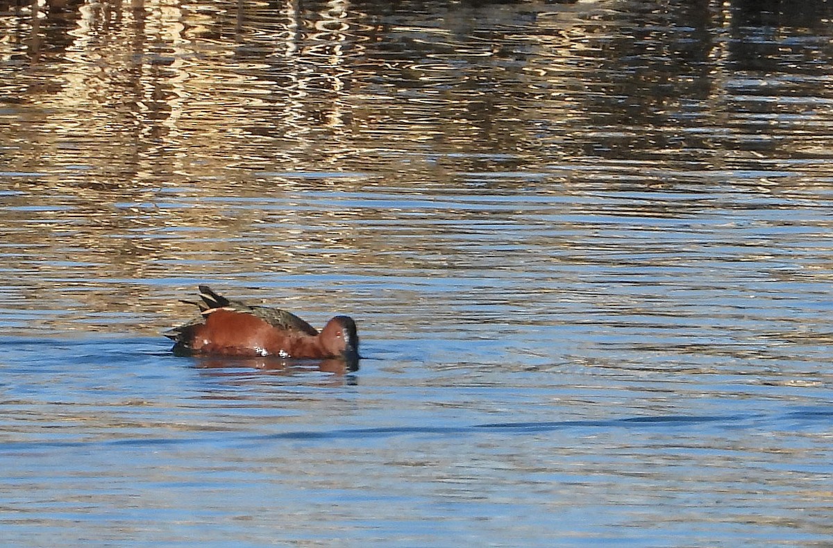 eBird Checklist - 1 Mar 2024 - Rocky Mountain Arsenal NWR--Lake Ladora ...