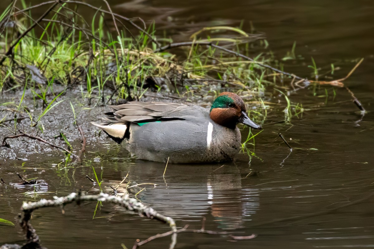 eBird Checklist - 29 Feb 2024 - Pine Ridge Park - 19 species