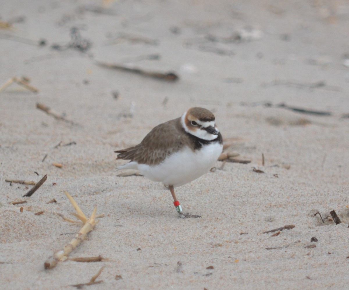 eBird Checklist - 1 Mar 2024 - Anastasia SP - 26 species (+1 other taxa)