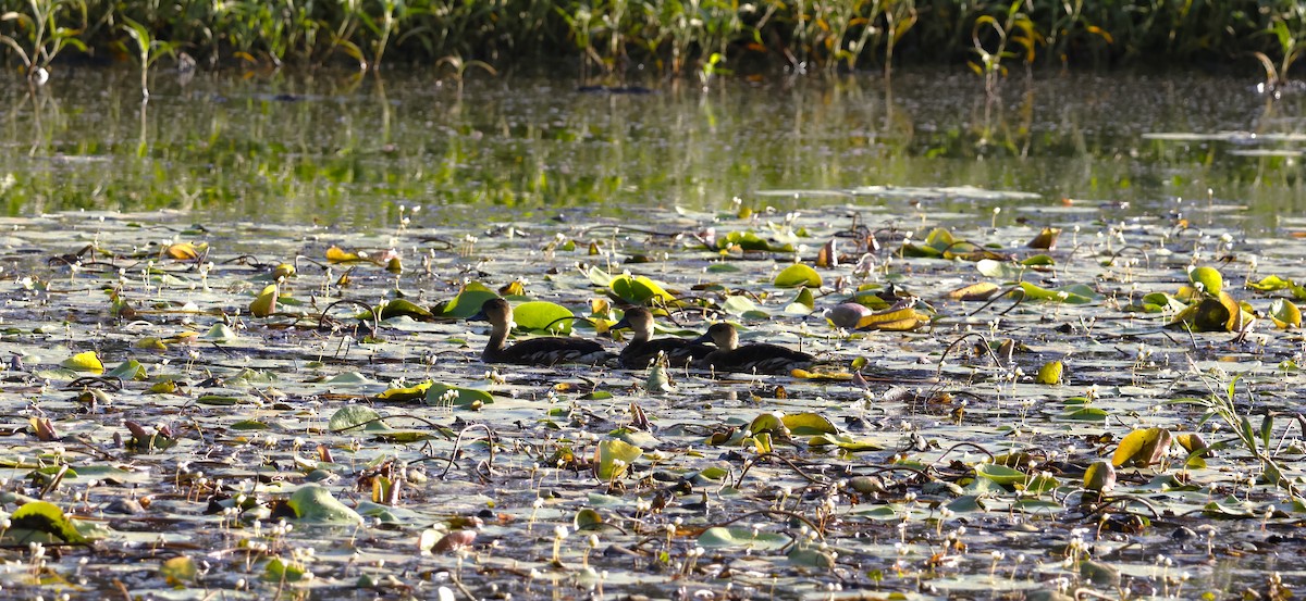 eBird Australia Checklist - 2 Mar 2024 - Sandy Camp Road Wetlands ...