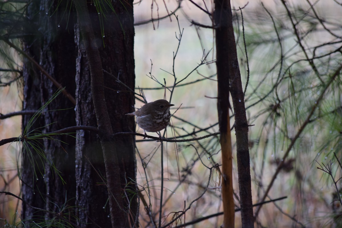 North Carolina Bird Atlas Checklist - 2 Mar 2024 - Schenck Forest - 39 ...