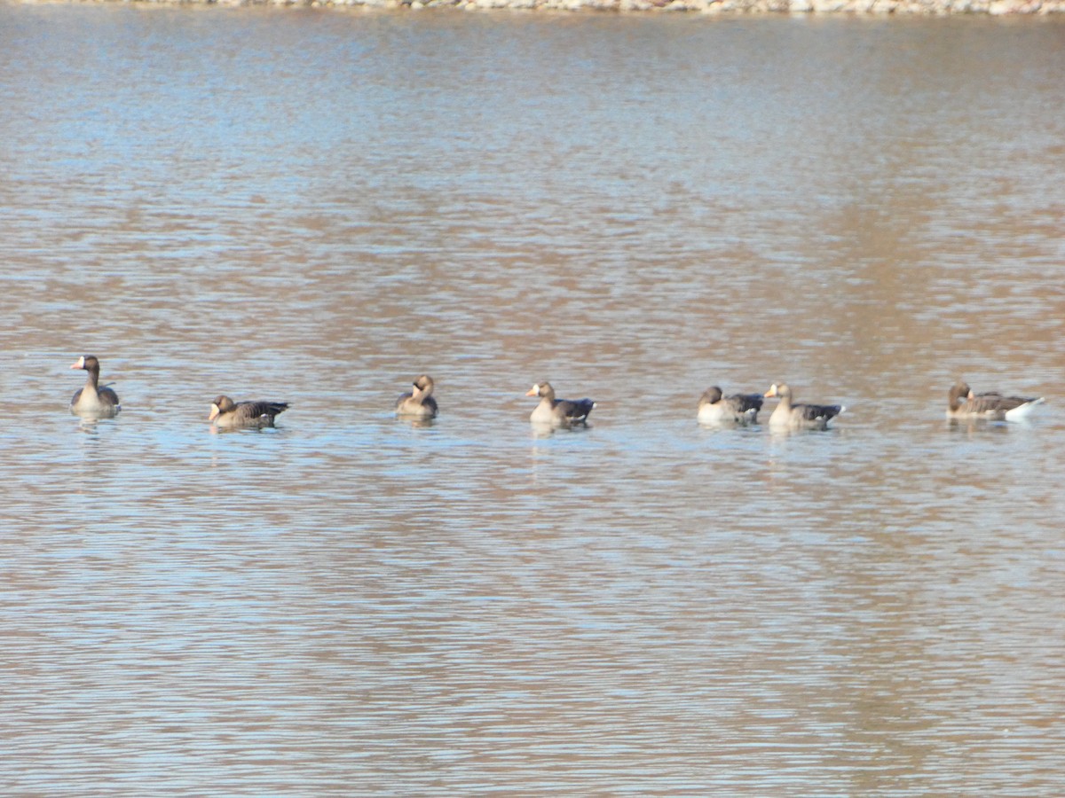 eBird Checklist - 2 Mar 2024 - Lake Michigan College - 6 species
