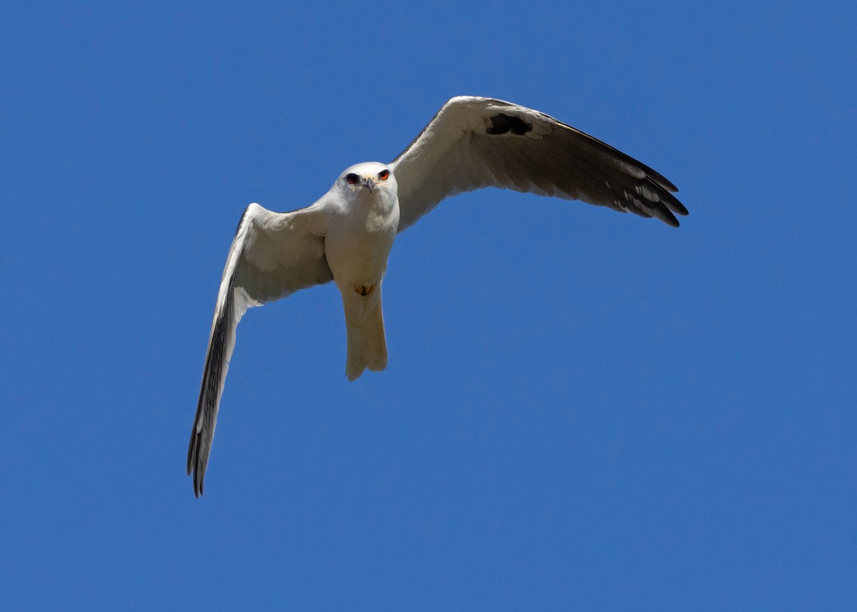 eBird Checklist - 2 Mar 2024 - Santa Cruz Flats--Picacho Hwy/Greene ...