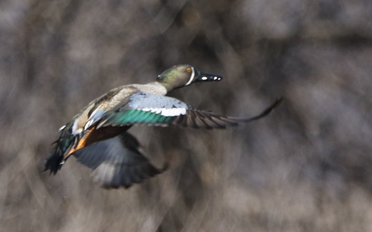 eBird Checklist - 2 Mar 2024 - Ted Shanks CA - 53 species (+1 other taxa)