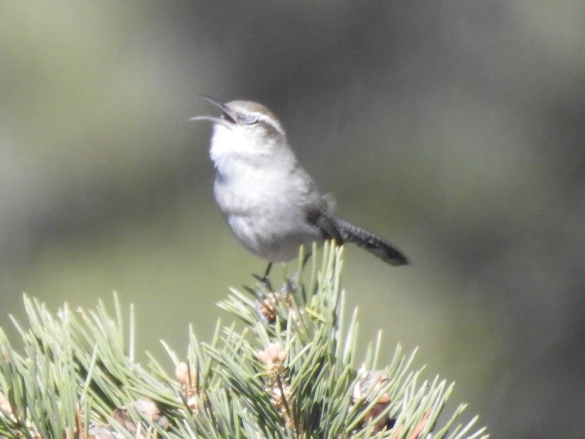 eBird Checklist - 2 Mar 2024 - Sycamore Creek--upper Beeline Hwy - 8 ...