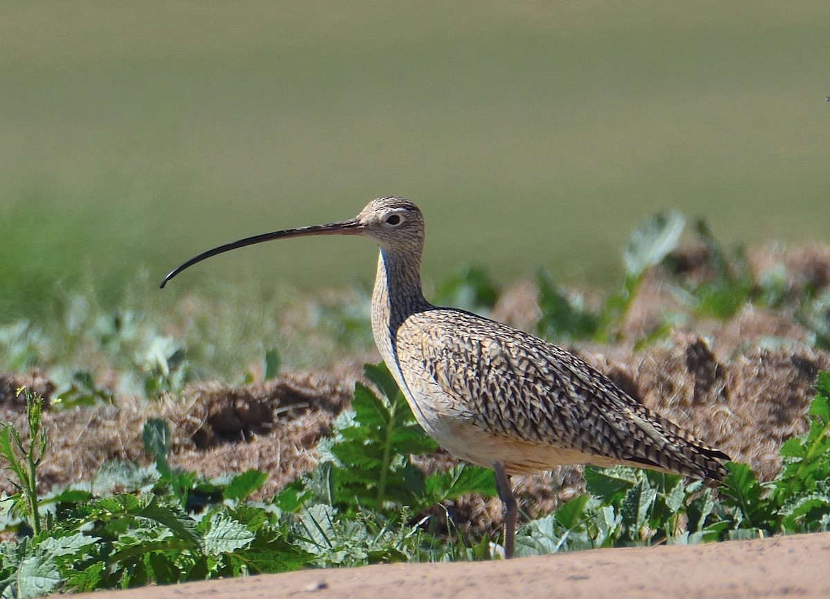 eBird Checklist - 1 Mar 2024 - Evergreen Turf Sod Farm--Tweedy/Pretzer ...
