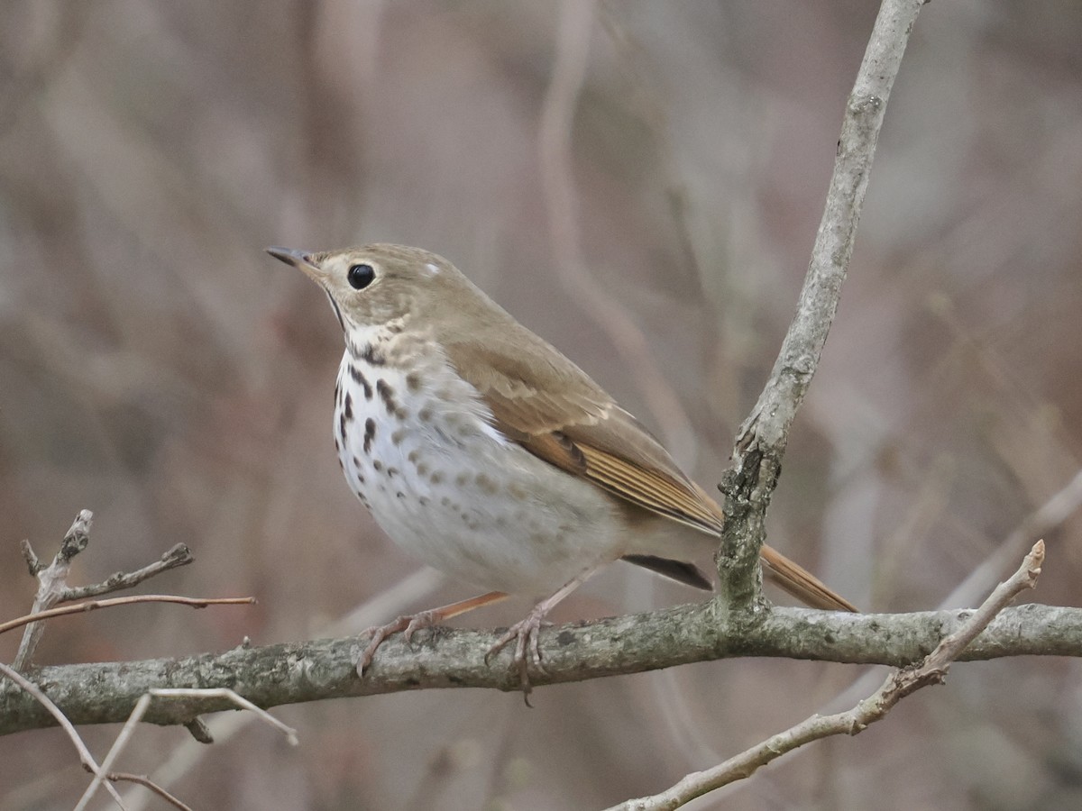Pennsylvania Bird Atlas Checklist - 1 Mar 2024 - 3789–3799 Garner Rd ...