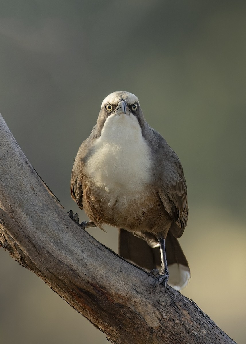 eBird Checklist - 29 Feb 2024 - Capertee Valley--Birdwatching Site #10 ...