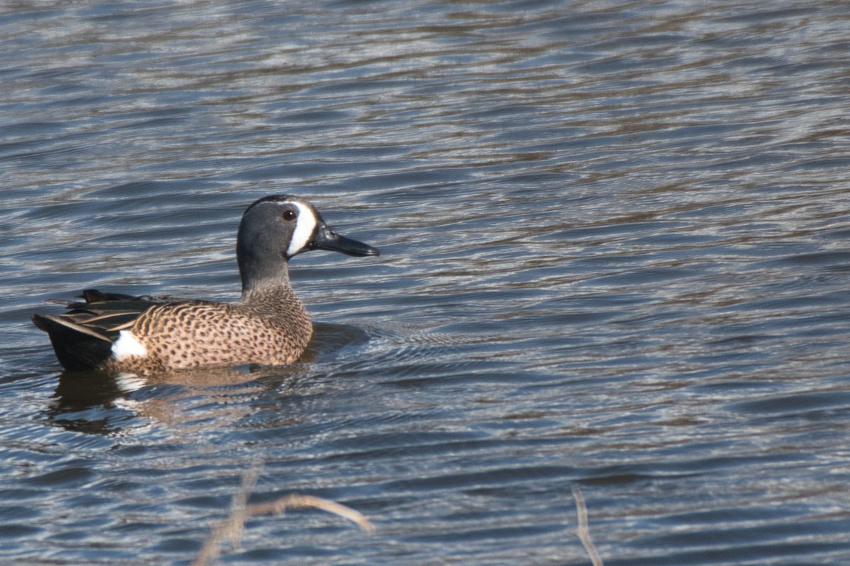 eBird Checklist - 2 Mar 2024 - Muizenberg Dam - 32 species