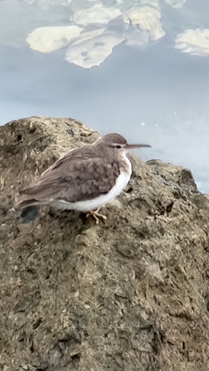 eBird Checklist - 2 Mar 2024 - 2804 Emerson Street, San Diego ...