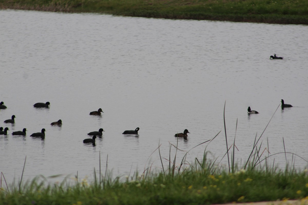 eBird Checklist - 2 Mar 2024 - Morgan New Washington Prairie Park - 4 ...