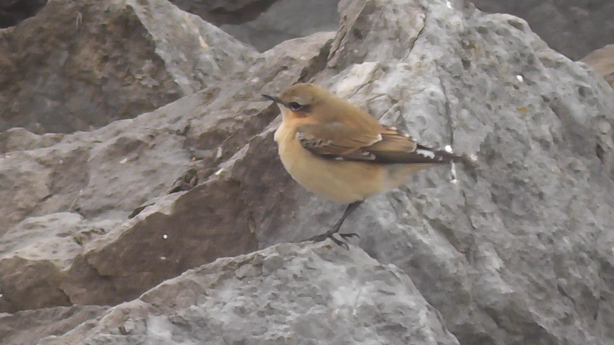 eBird Checklist - 5 Sep 2019 - Fluke Hall, Pilling - 37 species