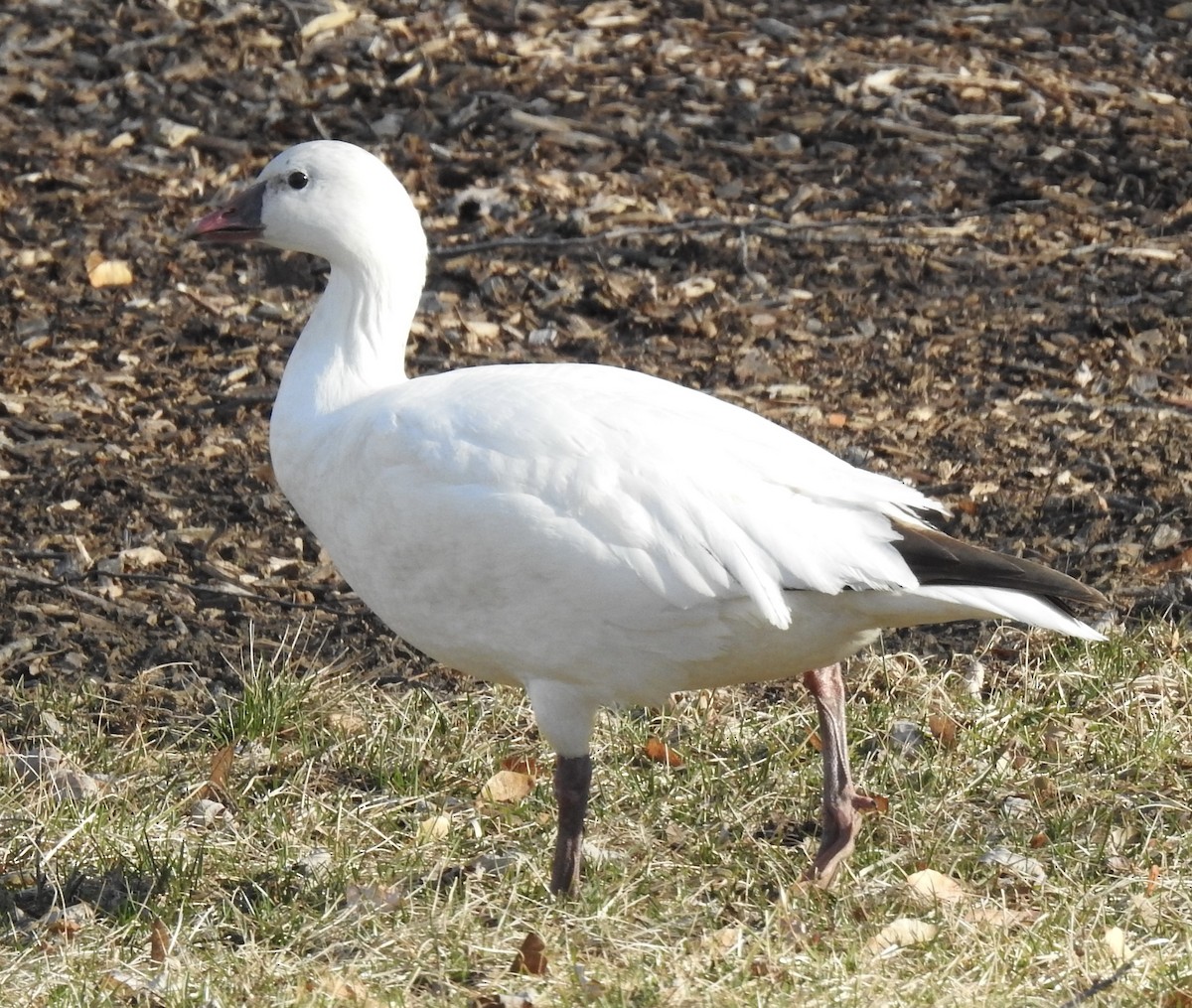 eBird Checklist - 2 Mar 2024 - FermiLab (DuPage Co.) - 19 species (+4 ...
