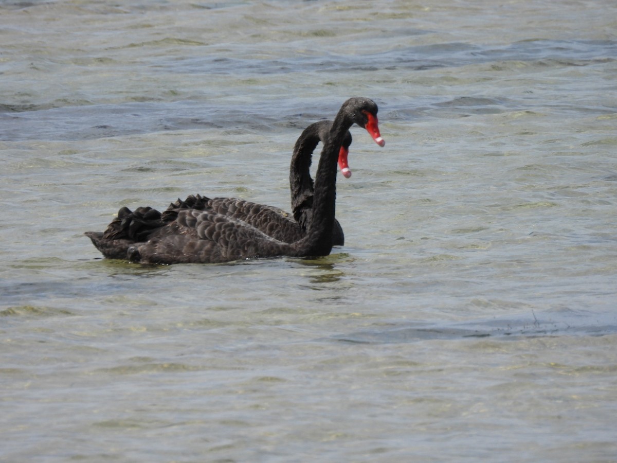 eBird Checklist - 3 Mar 2024 - Point Cook Coastal Park--Cheetham ...