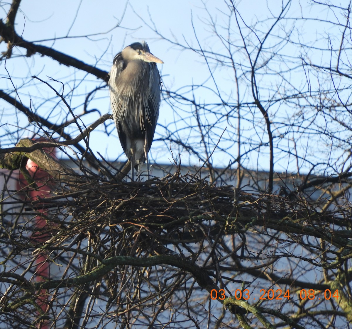 eBird Checklist - 3 Mar 2024 - Daniels Run Park - 28 species