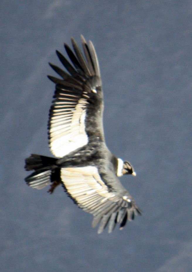 eBird Checklist - 19 Sep 2013 - Las Casitas del Colca - 1 species