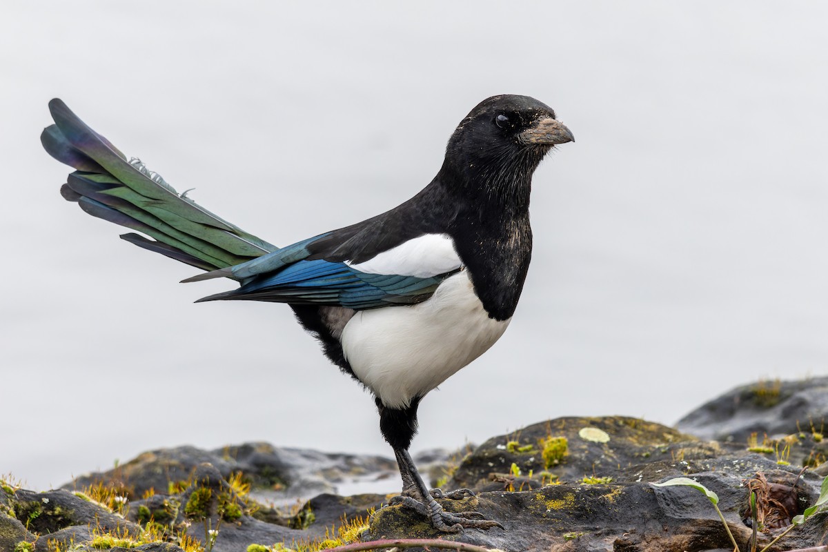 Eurasian Magpie (Eurasian) - eBird