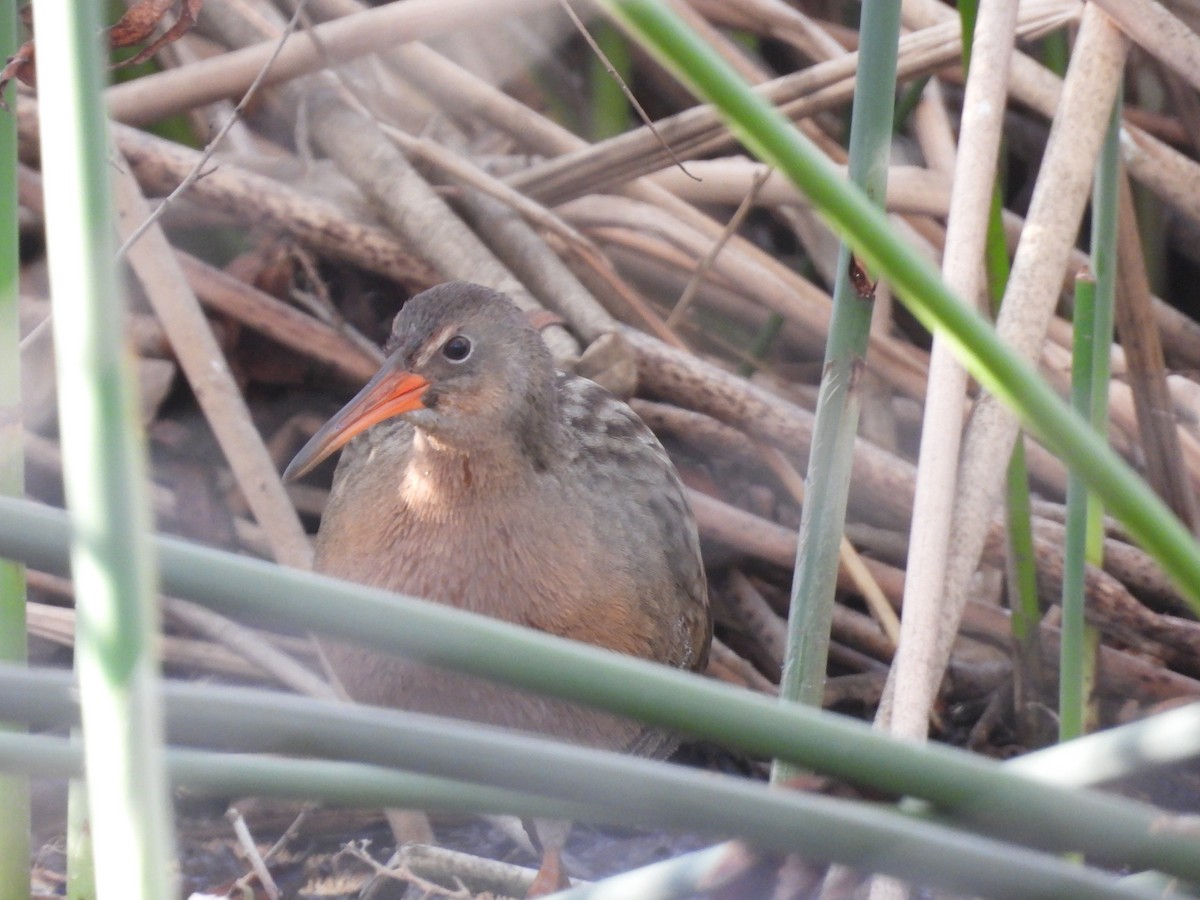 eBird Checklist - 3 Mar 2024 - Tres Rios Overbank Wetlands (permit ...