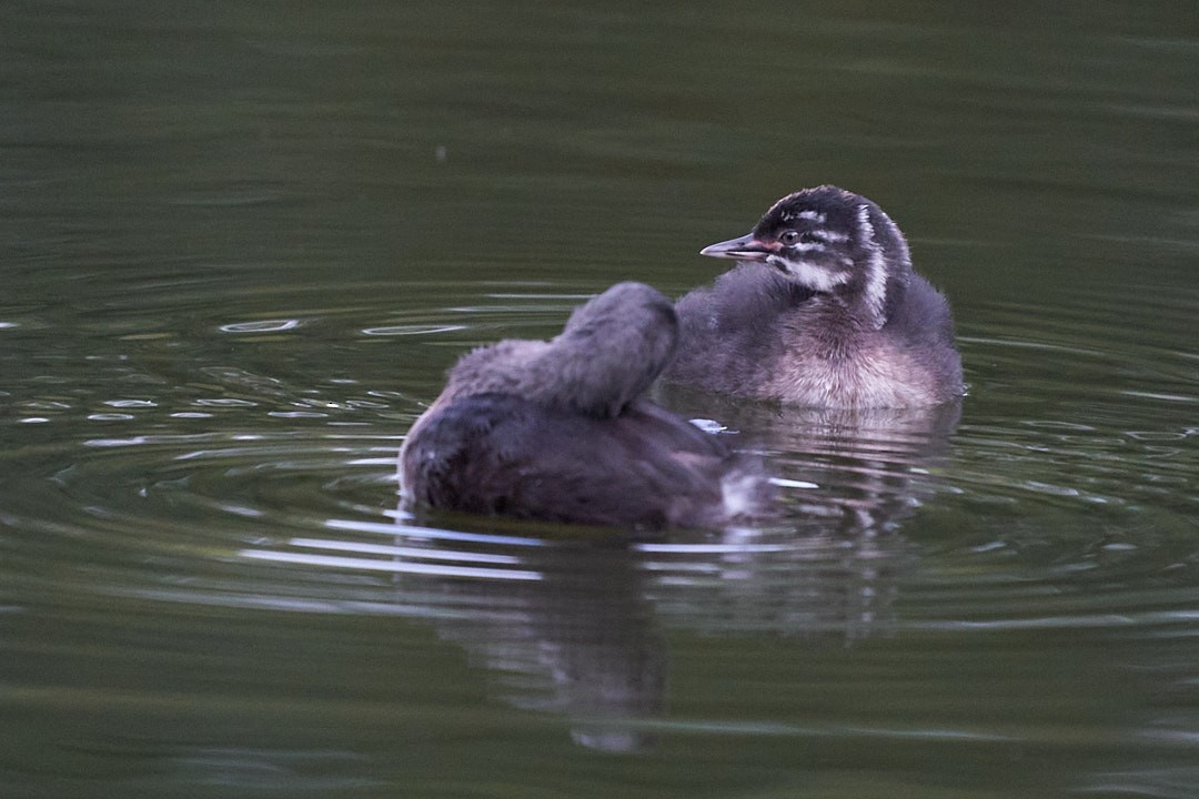 eBird Checklist - 3 Mar 2024 - Lakeview Drive Ponds - 25 species