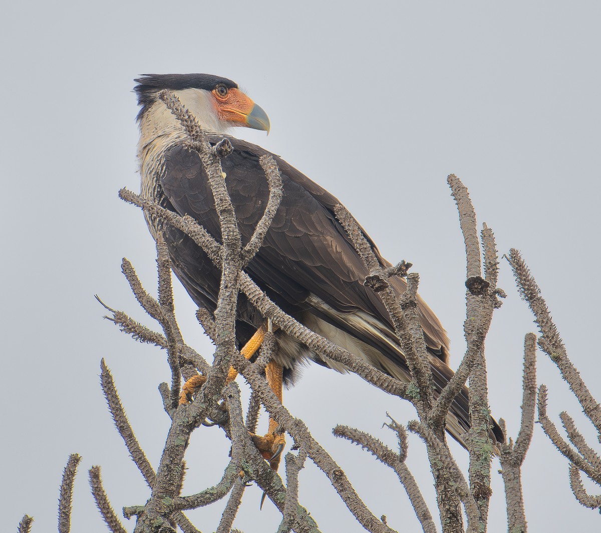 eBird Checklist - 3 Mar 2024 - 8390 County Road 858, Immokalee, Florida ...