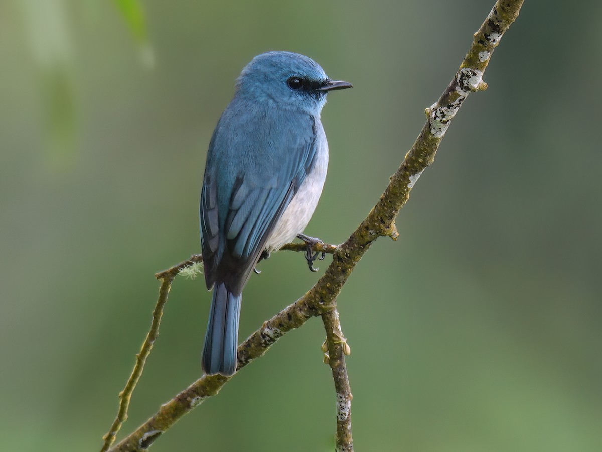 Turquoise Flycatcher - Eumyias panayensis - Birds of the World