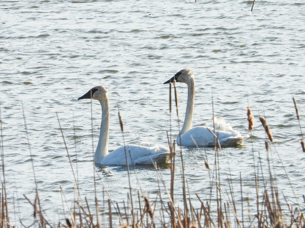 eBird Checklist - 3 Mar 2024 - FermiLab (DuPage Co.) - 23 species (+1 ...