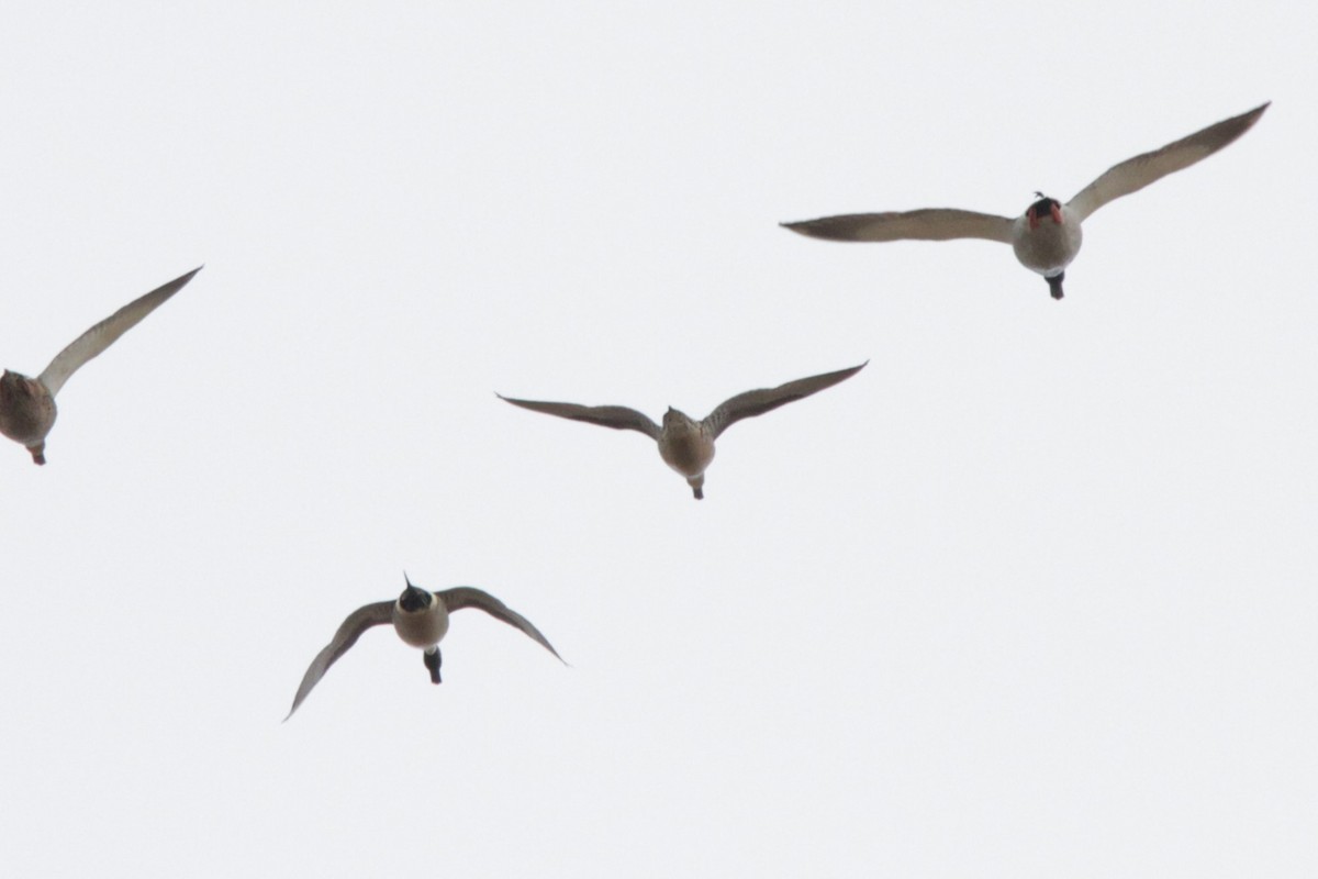 eBird Checklist - 3 Mar 2024 - Meyer Nature Preserve - 20 species