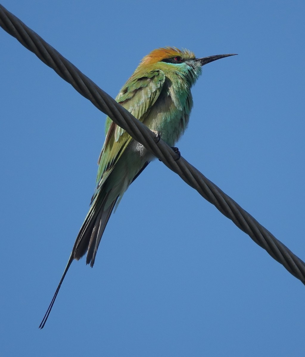 ML615621154 - Asian Green Bee-eater - Macaulay Library