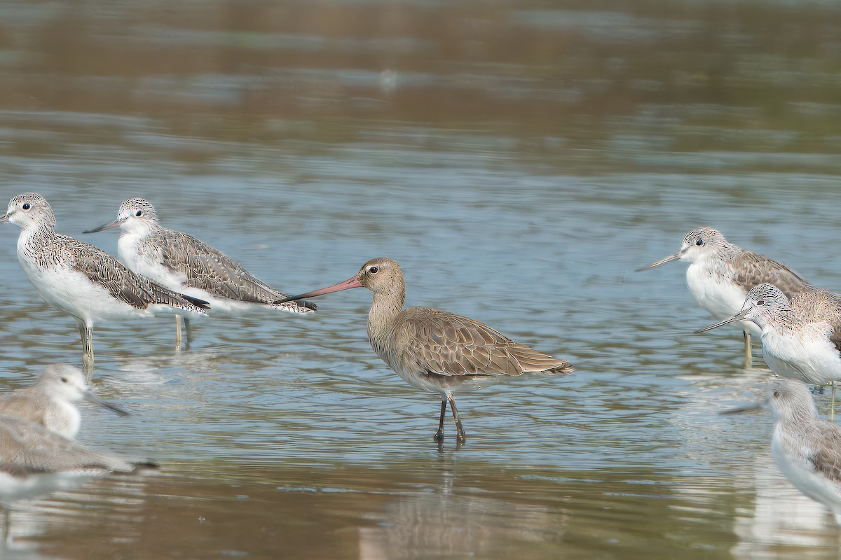 Taiwan Bird Atlas Checklist - 4 Mar 2024 - 16號 清洲一路, 尾塹村, 宜蘭縣, TW (24. ...