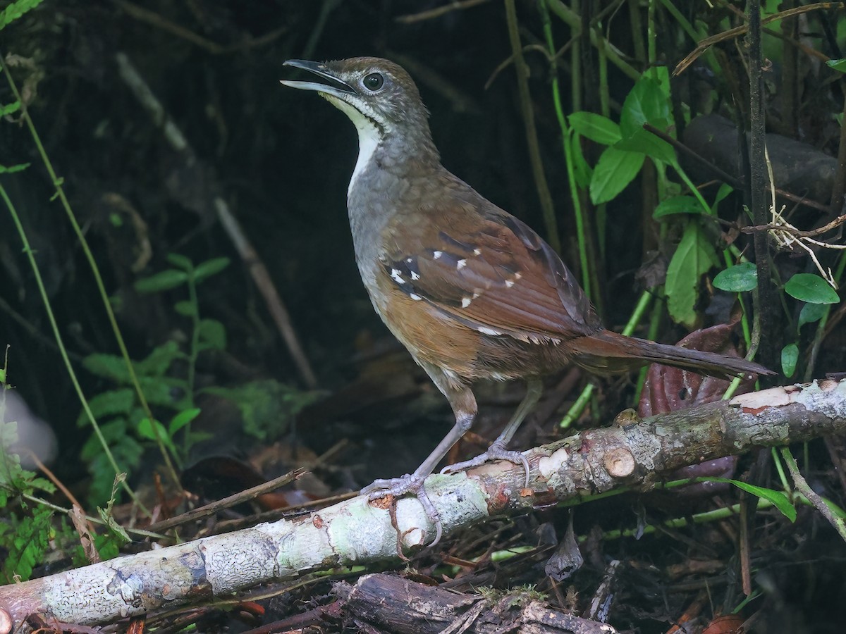 Bicol Ground-Warbler - Robsonius sorsogonensis - Birds of the World