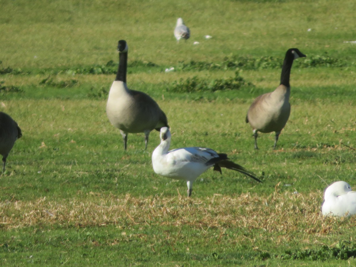 eBird Checklist - 13 Jan 2024 - Carl Thornton Park, Santa Ana - 26 ...