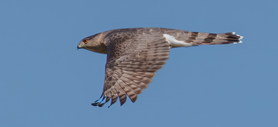 ML615648803 - Cooper's Hawk - Macaulay Library