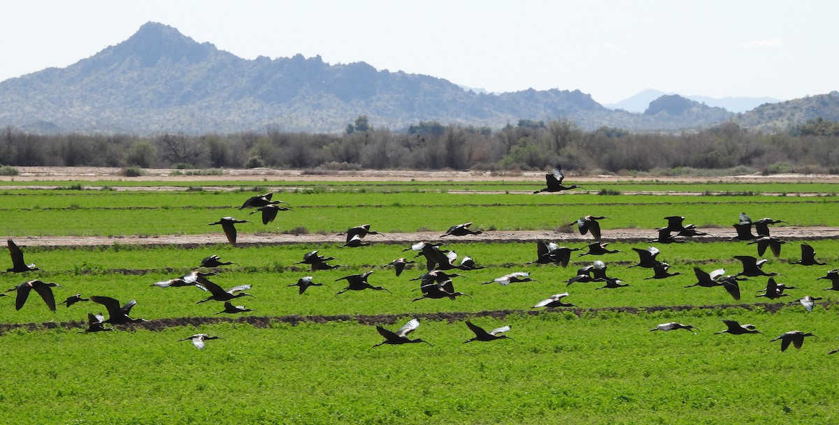 eBird Checklist - 4 Mar 2024 - Palo Verde--Old Hwy 80 E of Wilson Ave ...