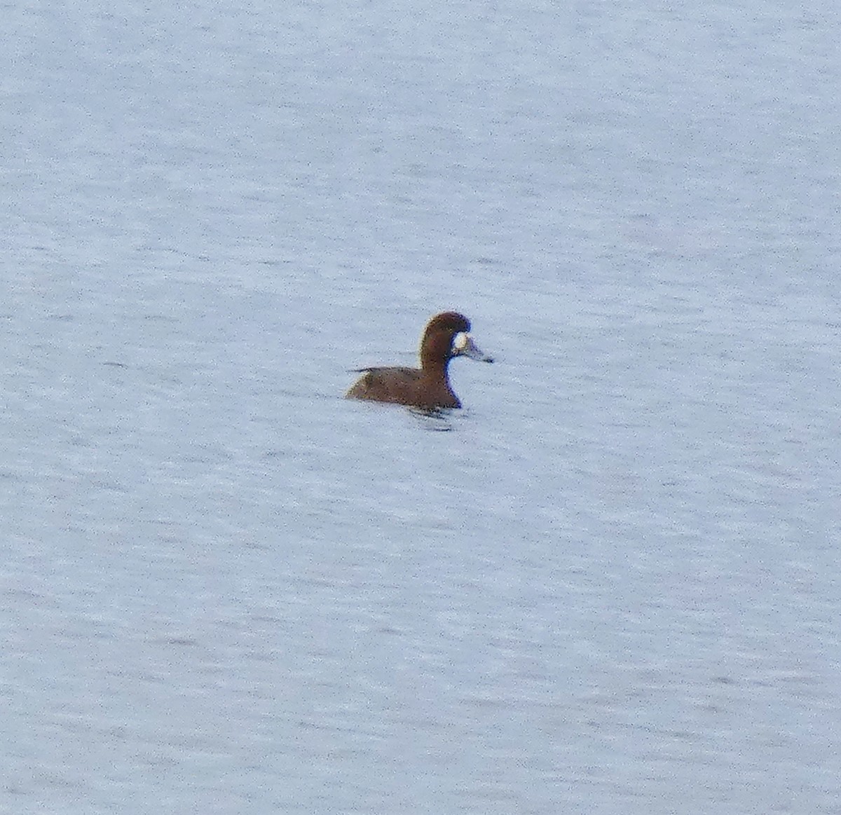 eBird España Checklist - 3 Mar 2024 - Marismas de Santoña, Victoria y ...