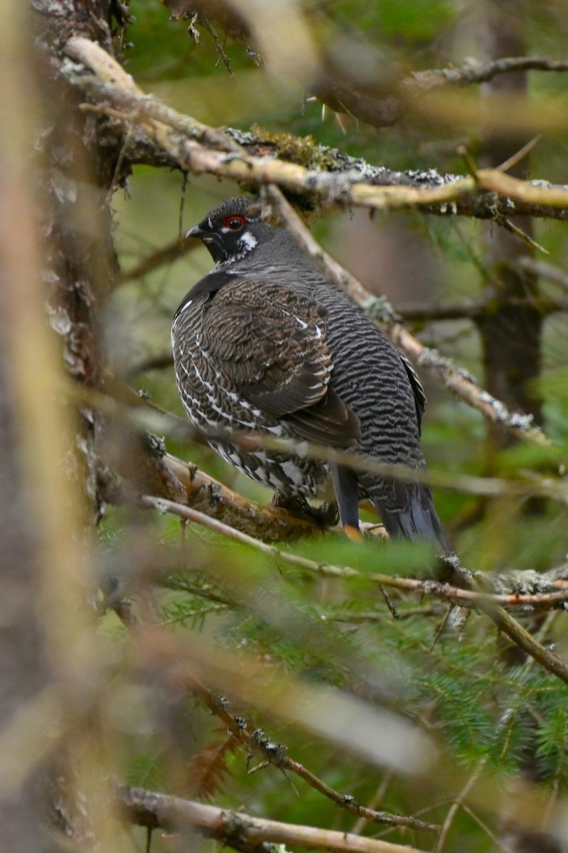 eBird Checklist - 3 Mar 2024 - Moose Bog, Wenlock WMA - 12 species