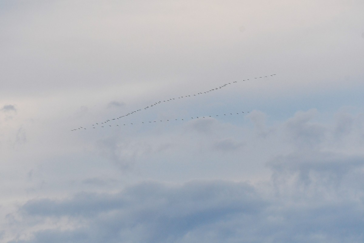 eBird Checklist - 3 Mar 2024 - Rudee Inlet - 12 species