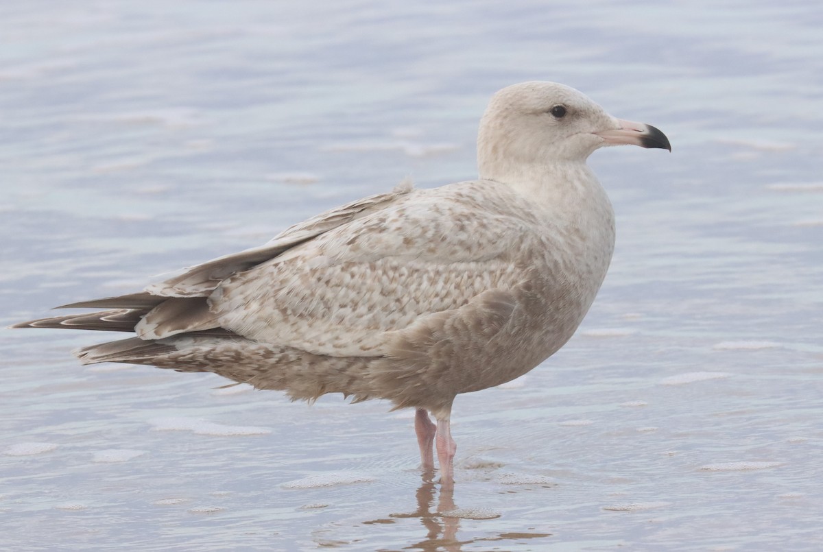 eBird Checklist - 3 Mar 2024 - Frank Rendon Park/Daytona Beach Shores ...